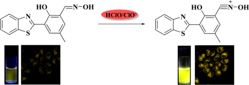 A benzothiazole-based fluorescent probe for hypochlorous acid detection and imaging in living ...