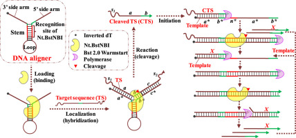 Aligner-mediated cleavage-triggered exponential amplification for ...