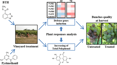 Comparison of the Impact of Two Molecules on Plant Defense and on Efficacy against Botrytis ...