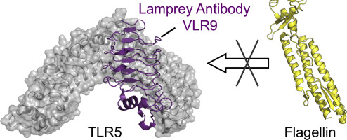 VLR Recognition of TLR5 Expands the Molecular Characterization of ...