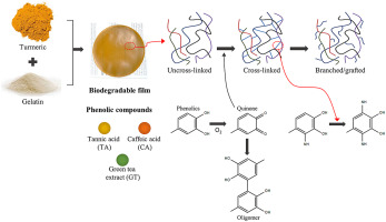 Effect of oxidized phenolic compounds on cross-linking and properties ...