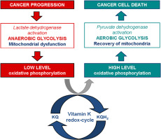 Vitamin K: Redox-modulation, prevention of mitochondrial dysfunction ...