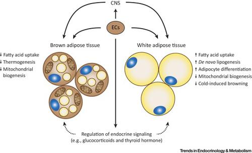 Regulation of Adipose Tissue Metabolism by the Endocannabinoid System ...