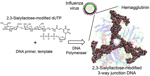 Sialyllactose-Modified Three-Way Junction DNA as Binding Inhibitor of ...