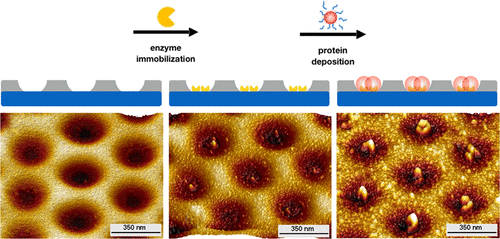Easily Accessible Protein Nanostructures via Enzyme Mediated Addressing ...