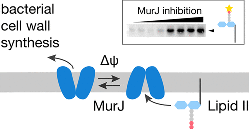 MurJ 功能需要膜电位。,Journal of the American Chemical Society - X-MOL