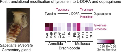 Adhesive gland transcriptomics uncovers a diversity of genes involved ...