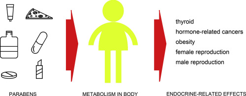 Parabens and their effects on the endocrine system,Molecular and ...