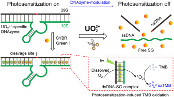 Colorimetric determination of uranyl (UO22+) in seawater via DNAzyme ...