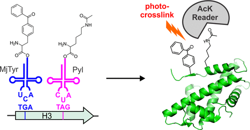 Capturing Post-Translational Modification-Triggered Protein–Protein ...