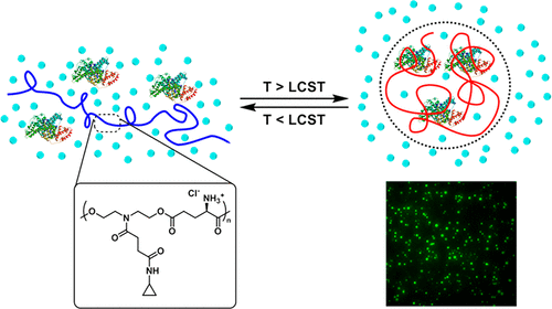 Efficient Protein Encapsulation within Thermoresponsive Coacervate ...