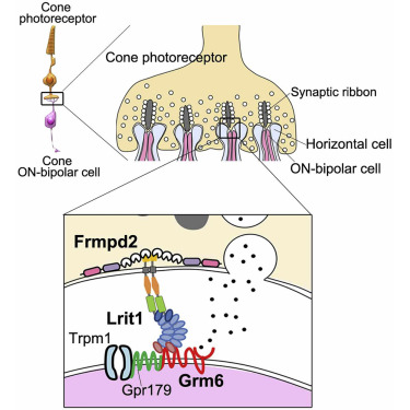 Lrit1, a Retinal Transmembrane Protein, Regulates Selective Synapse ...