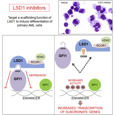 Enhancer Activation by Pharmacologic Displacement of LSD1 from GFI1 ...