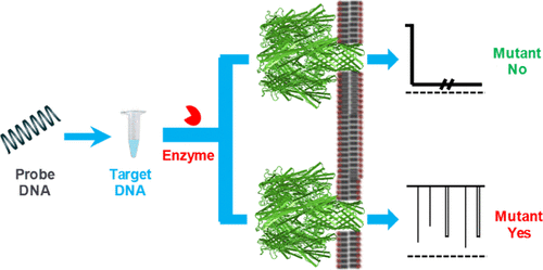 Label-Free Detection of DNA Mutations by Nanopore Analysis,ACS Applied ...
