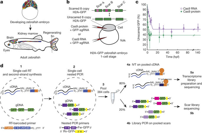 Whole-organism clone tracing using single-cell sequencing,Nature - X-MOL