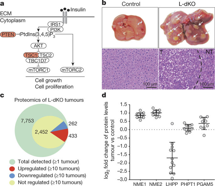 The protein histidine phosphatase LHPP is a tumour suppressor,Nature ...