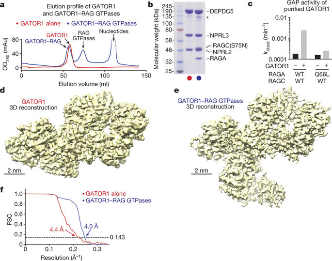 人类 GATOR1 和 GATOR1-Rag GTPases 复合物的结构,Nature - X-MOL