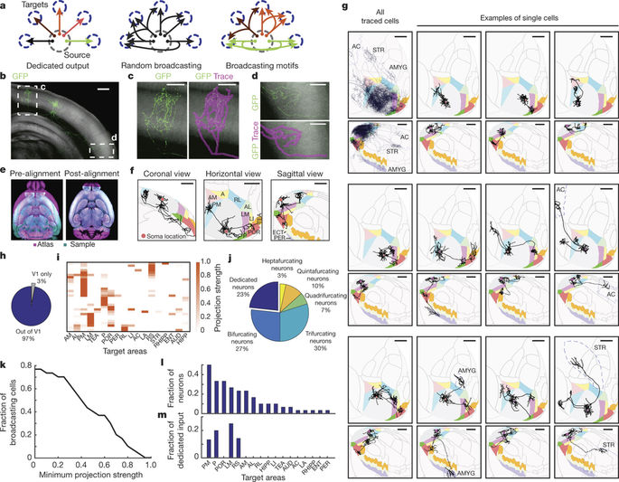 The logic of single-cell projections from visual cortex,Nature - X-MOL