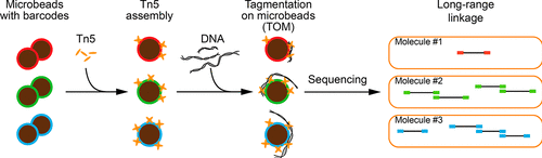 Tagmentation on Microbeads: Restore Long-Range DNA Sequence Information ...