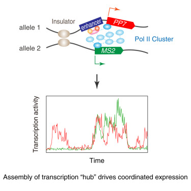 Visualization of Transvection in Living Drosophila Embryos,Molecular ...