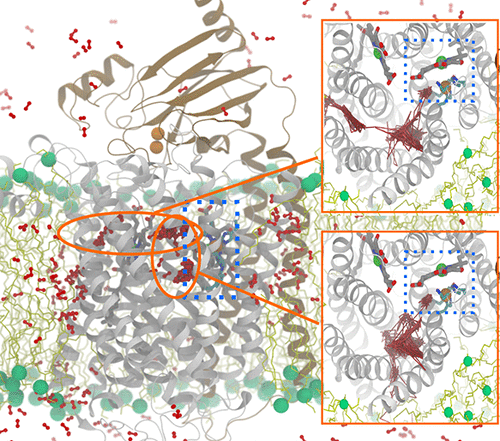 Cytochrome aa3 Oxygen Reductase Utilizes the Tunnel Observed in the ...