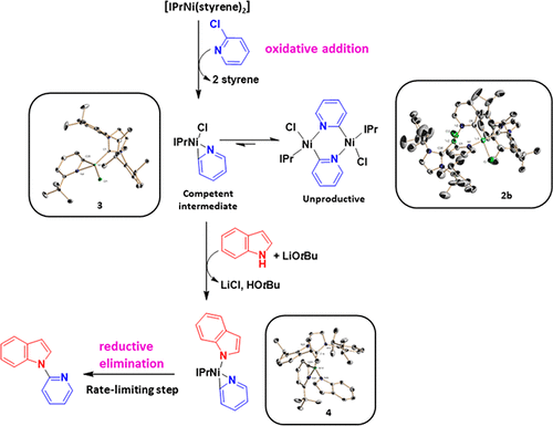 阐明由NHC支撑的镍配合物介导的芳基胺化机理：非自由基Ni（0）/ Ni（II）途径的证据,ACS Catalysis - X-MOL