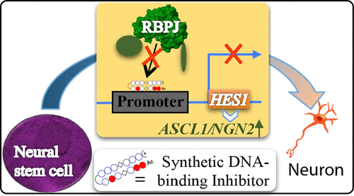 Synthetic DNA-Binding Inhibitor of HES1 Alters the Notch Signaling ...