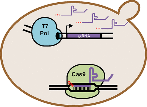 T7 Polymerase Expression of Guide RNAs in vivo Allows Exportable CRISPR ...