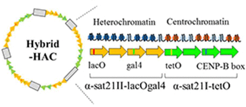 Generation of a Synthetic Human Chromosome with Two Centromeric Domains ...