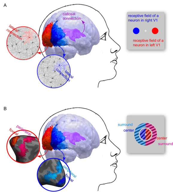 Intra-hemispheric integration underlies perception of tilt illusion,NeuroImage - X-MOL