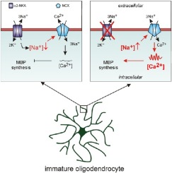 Na + ，Ca 2+ 交换子通过Na + ，K + -ATPase的α2亚型调节 体外 少突胶质细胞系细胞 中 髓鞘碱性蛋白的合成 ,Cell Calcium - X-MOL
