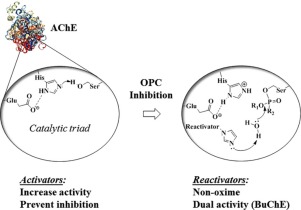 New Therapeutic Approaches and Novel Alternatives for Organophosphate ...
