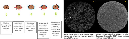 The nature of hematite depression with corn starch in the reverse ...
