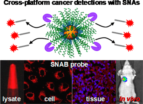 Cross-Platform Cancer Cell Identification Using Telomerase-Specific ...