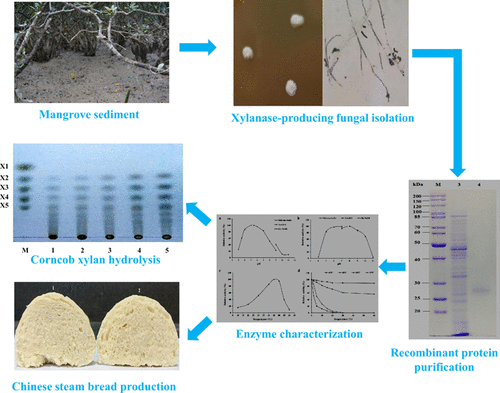Novel Salt-Tolerant Xylanase from a Mangrove-Isolated Fungus Phoma sp ...