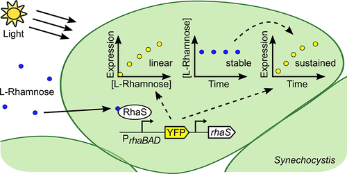 A Rhamnose-Inducible System for Precise and Temporal Control of Gene ...