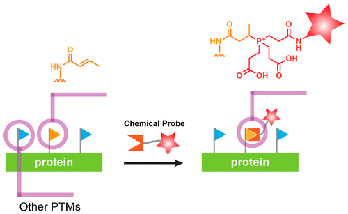 A Chemical Probe for Protein Crotonylation,Journal of the American ...