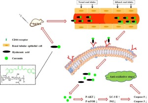 CD44-targeted hyaluronic acid-curcumin prodrug protects renal tubular ...