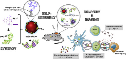 Effective cancer immunotherapy in mice by polyIC-imiquimod complexes ...