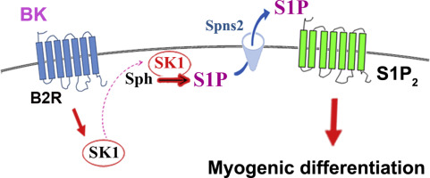 缓激肽通过参与SK1 / Spns2 / S1P 2 轴介导鼠成肌细胞的成肌分化,Cellular Signalling - X-MOL