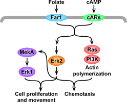 Dictyostelium Erk2 是趋化性所需的非典型 MAPK,Cellular Signalling - X-MOL