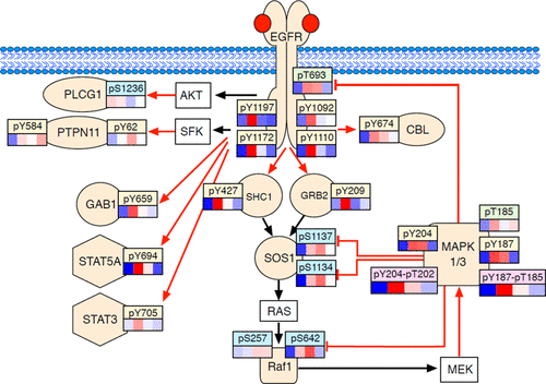 EGFR-MAPK途径中磷酸化动力学的目标定量,Analytical Chemistry - X-MOL
