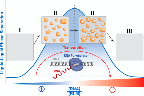 Reentrant Phase Transitions and Non-Equilibrium Dynamics in ...