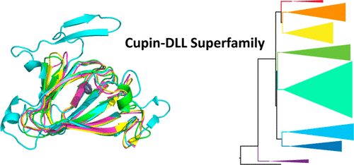 该二甲基巯基丙酸（DMSP）裂解酶和裂解酶样Cupin家族包括 善意 DMSP裂解酶以及其他酶功能未知,Biochemistry - X-MOL
