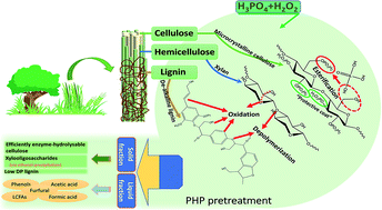 Hemicellulose Vs Cellulose