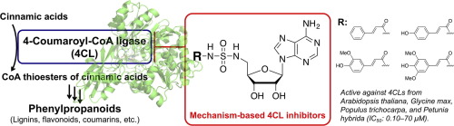 Synthesis and inhibitory activity of mechanism-based 4-coumaroyl-CoA ...