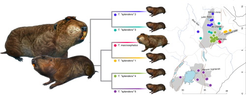 Ethiopian highlands as a cradle of the African fossorial root-rats ...