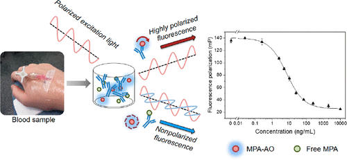 Sensitive Rapid Fluorescence Polarization Immunoassay for Free ...