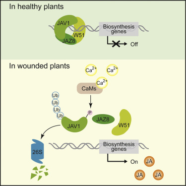 Injury Activates Ca2+/Calmodulin-Dependent Phosphorylation of JAV1-JAZ8 ...