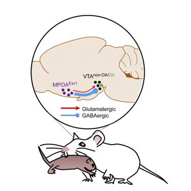 下丘脑中脑通路对驱动孕产妇行为至关重要。,Neuron - X-MOL